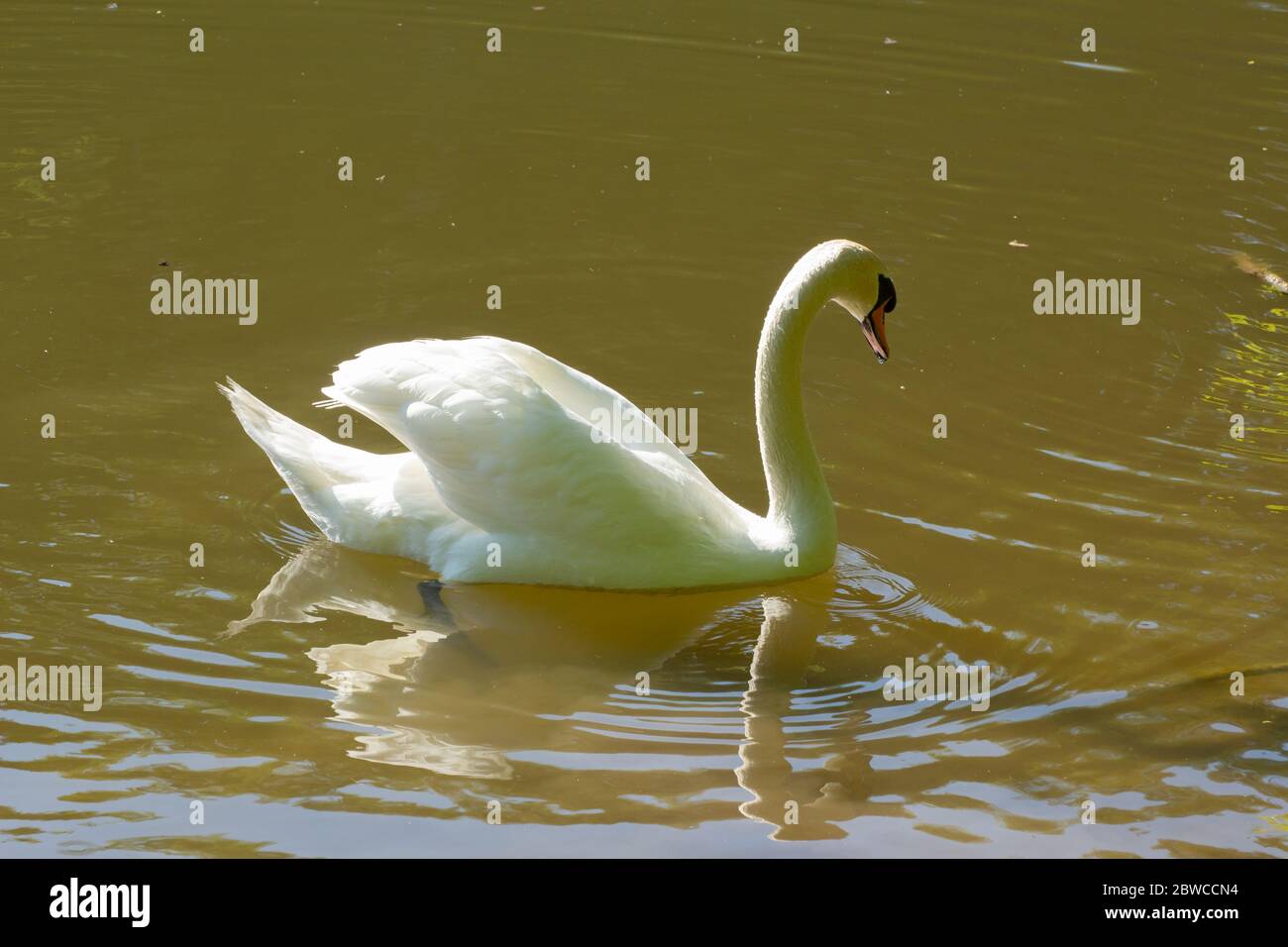 Side view of a swan swimming on a lake in backlight Stock Photo - Alamy