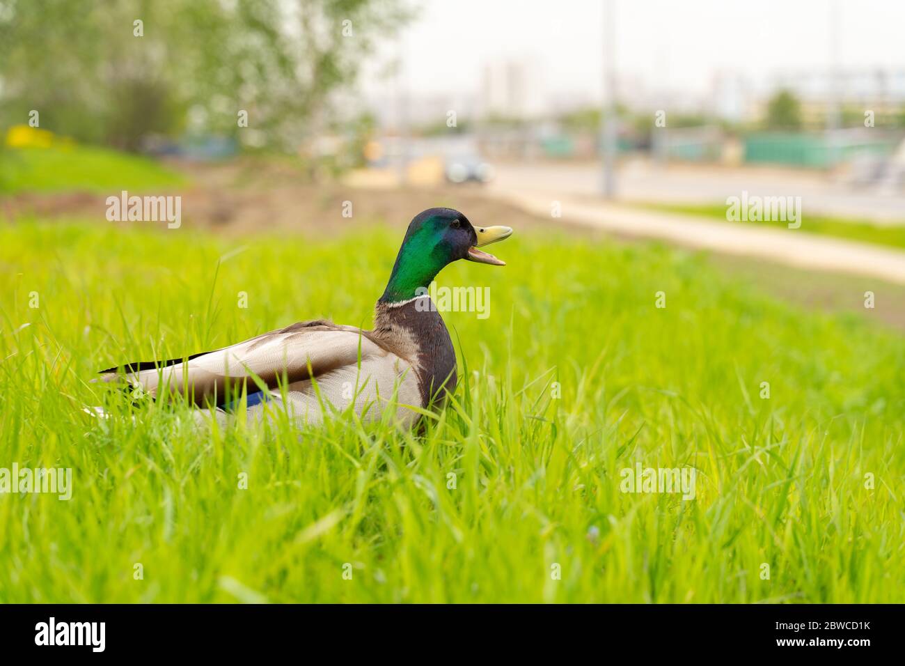 Mallard duck goes on the road. danger of running over animals in the ...