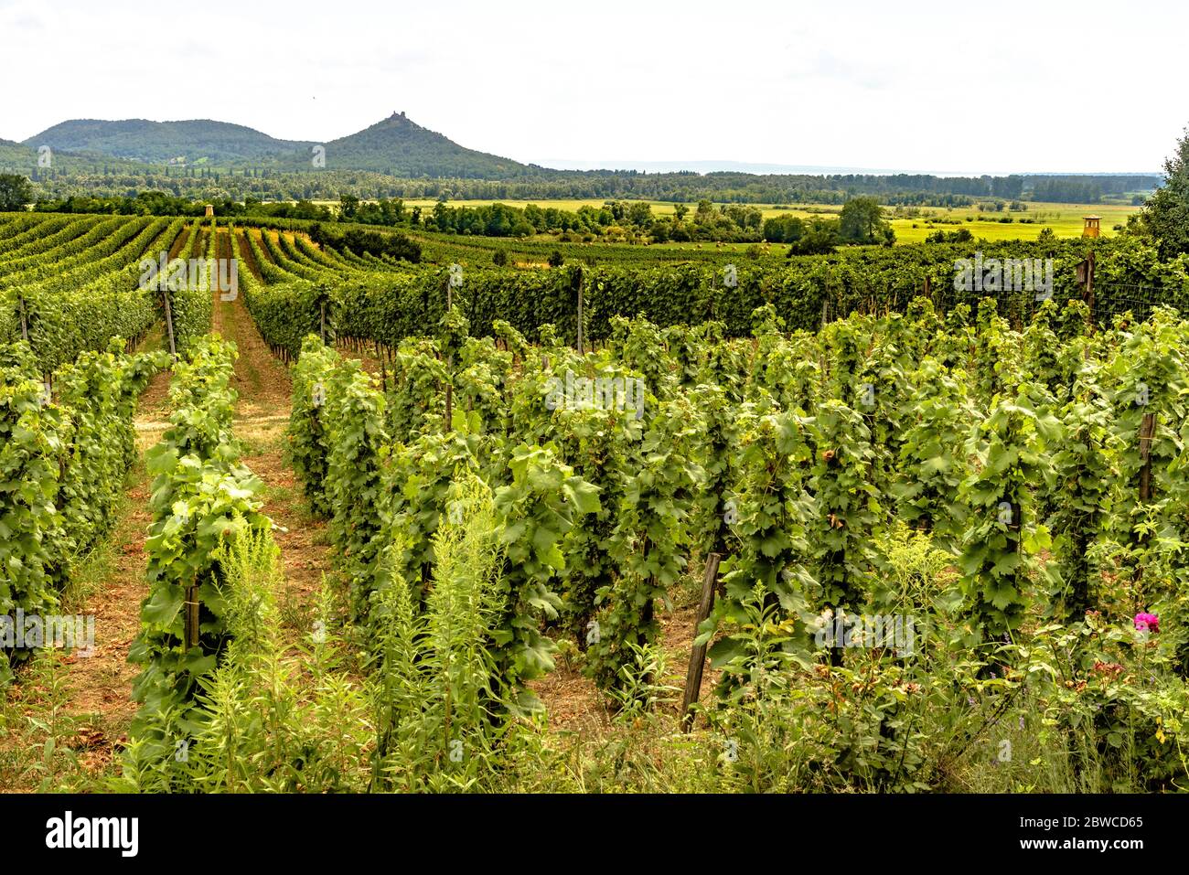 The ruins of Szigliget Castle seen in the distance over rows of ...