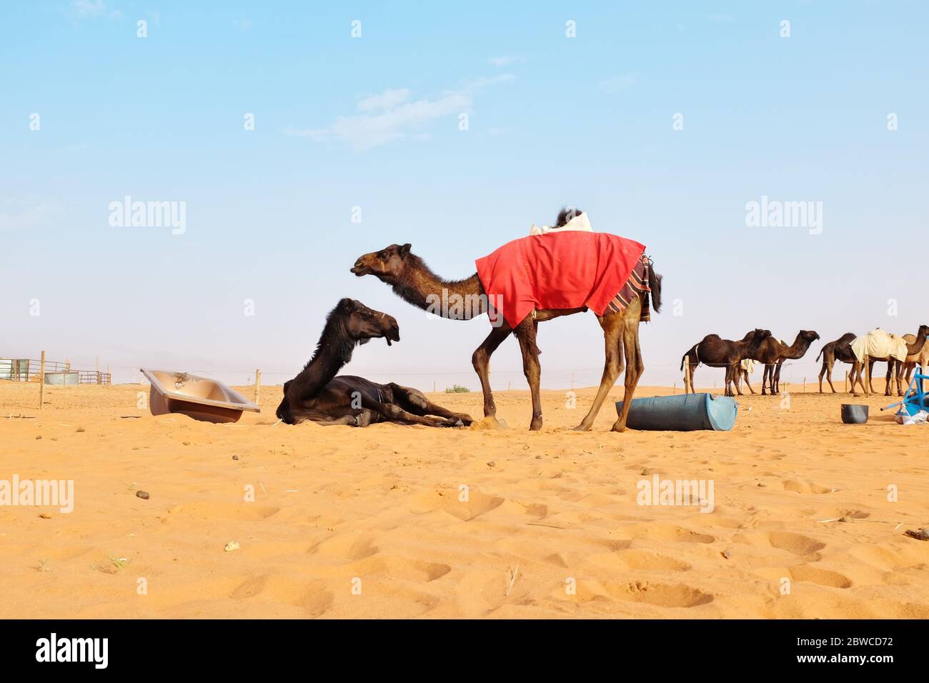 Saudi Arabia Desert Camel High Resolution Stock Photography and Images ...