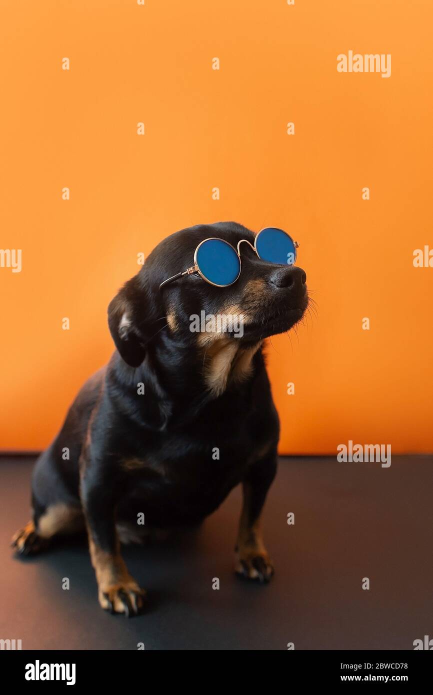 the Little funny dog with glasses Stock Photo - Alamy