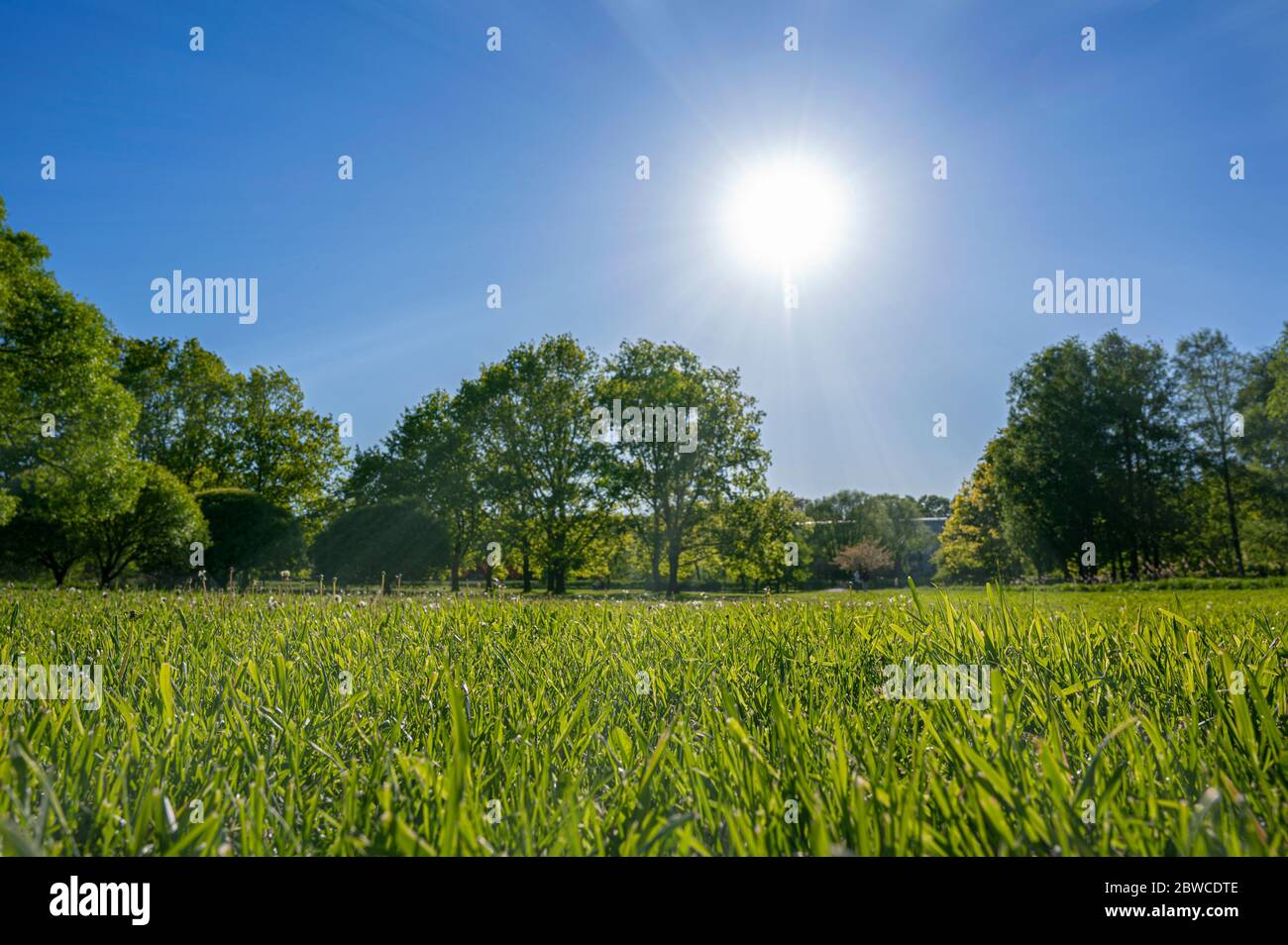 Sunny Sky And Grass Background