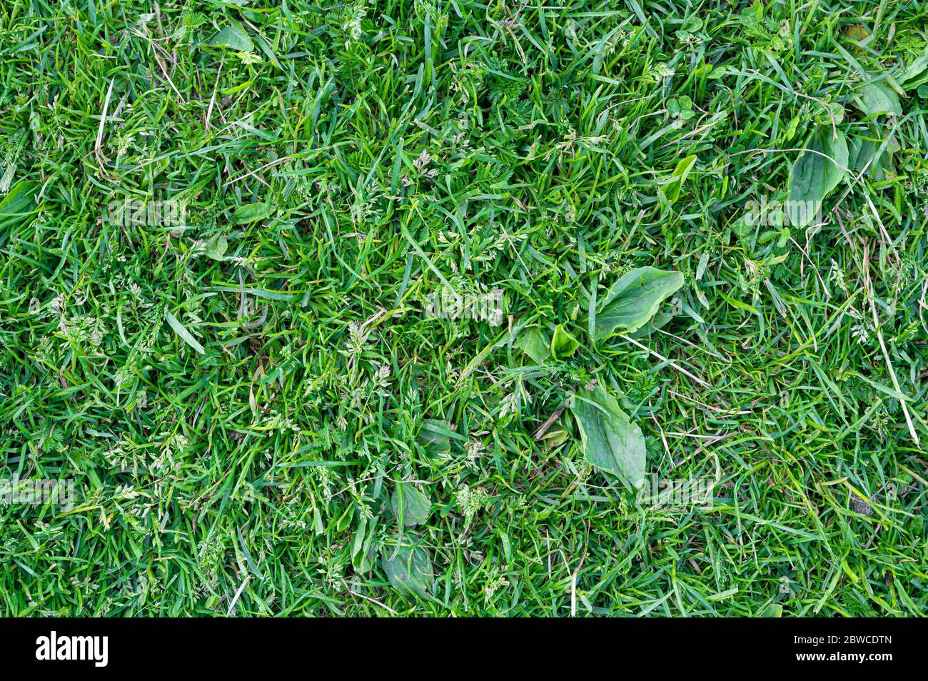 Green grass background and texture. Top view of lawn pattern. Detailed ...
