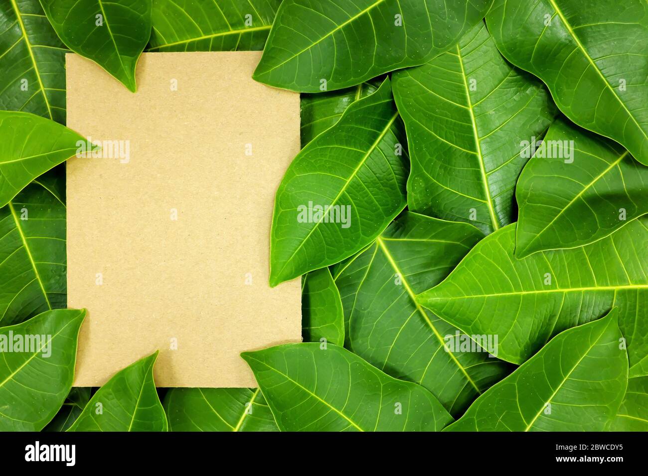 Paper cardboard mockup in bright yellow green summer leaves backdrop ...