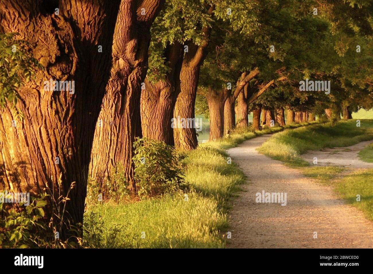 Trunks of old trees hi-res stock photography and images - Alamy