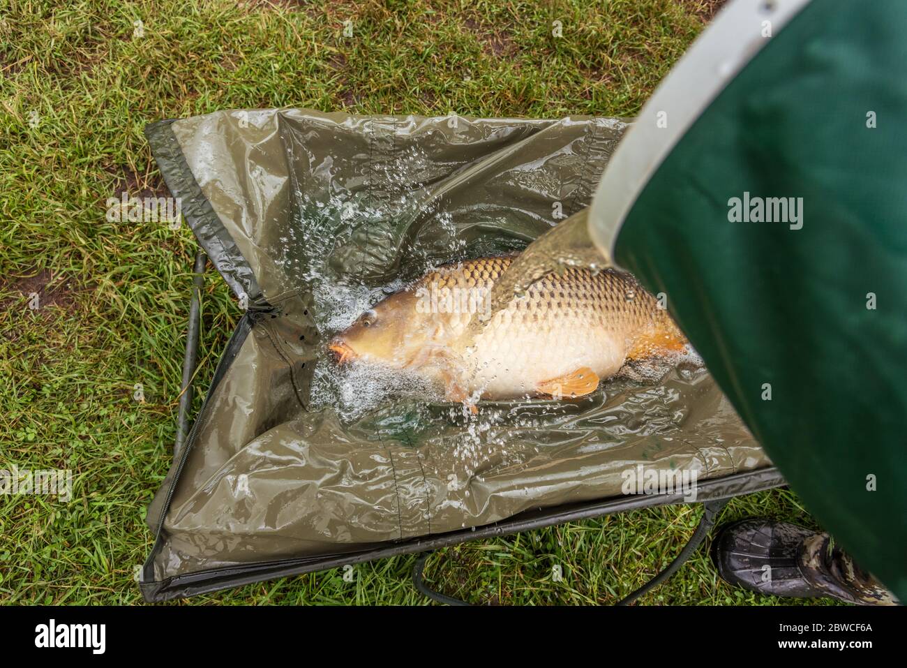 Live carp in a swing caught by sunrise Stock Photo - Alamy