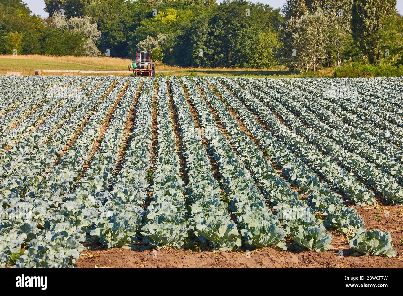 Agricultural cabbage field Stock Photo - Alamy