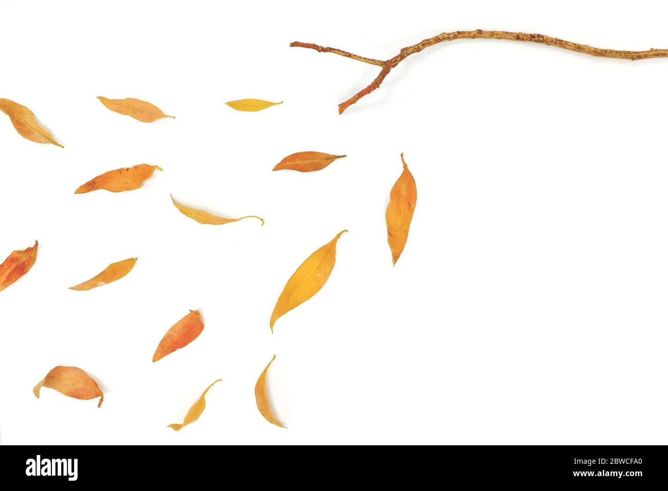 Autumn leaves composition. Dried leaves falling from tree branch. Top ...