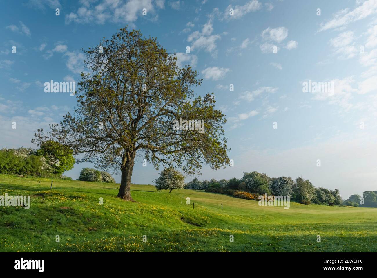 Beverley, UK - May 09, 2020: Tree bursts into leaf surrounded by grass ...