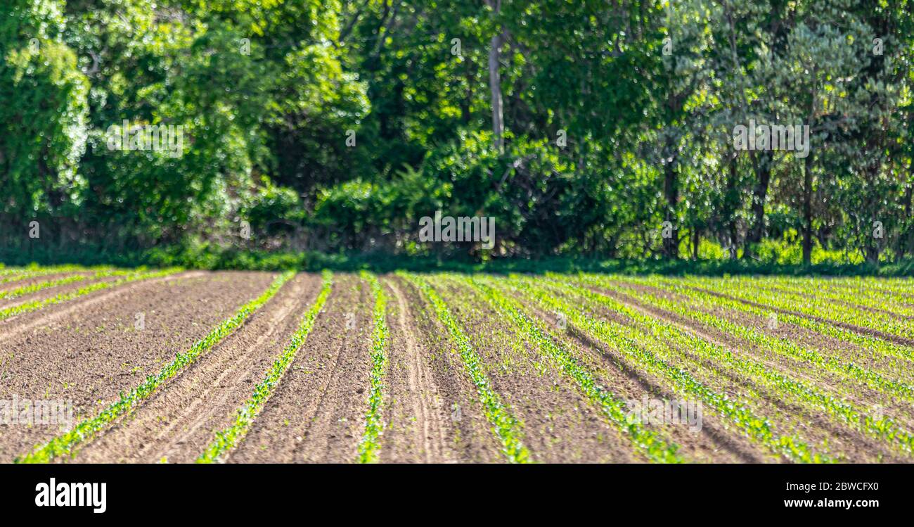 Freshly planted field at a Wainscott farm, New York Stock Photo - Alamy