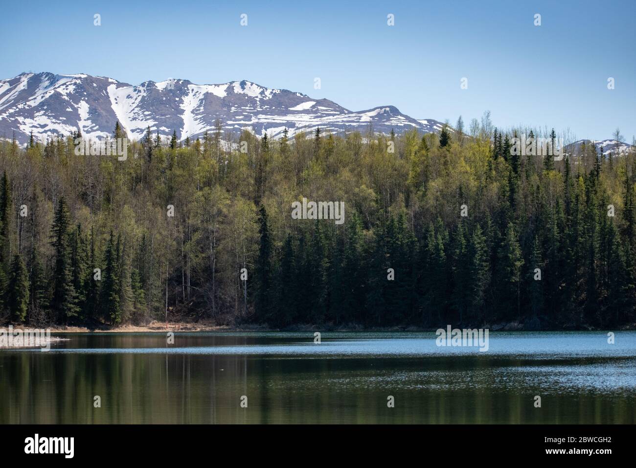 Forest gaining leaves in the northern spring Stock Photo - Alamy
