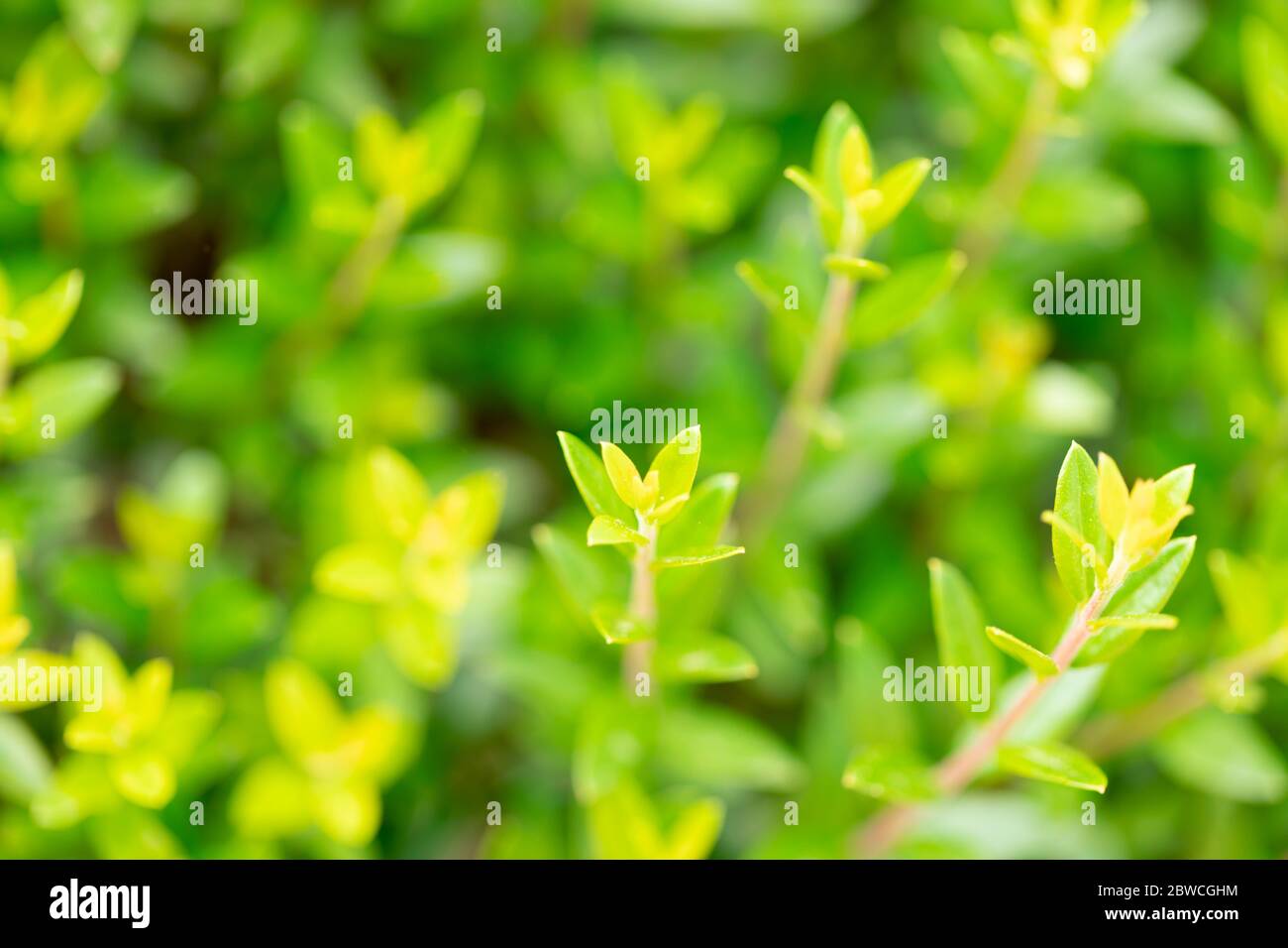 Green hedge background - Spring garden hedge Stock Photo - Alamy