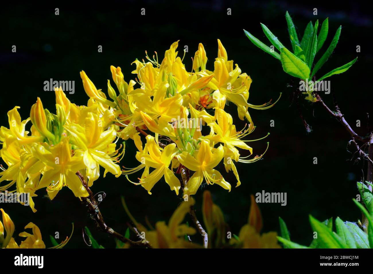 Azalea pontica luteum hi-res stock photography and images - Alamy