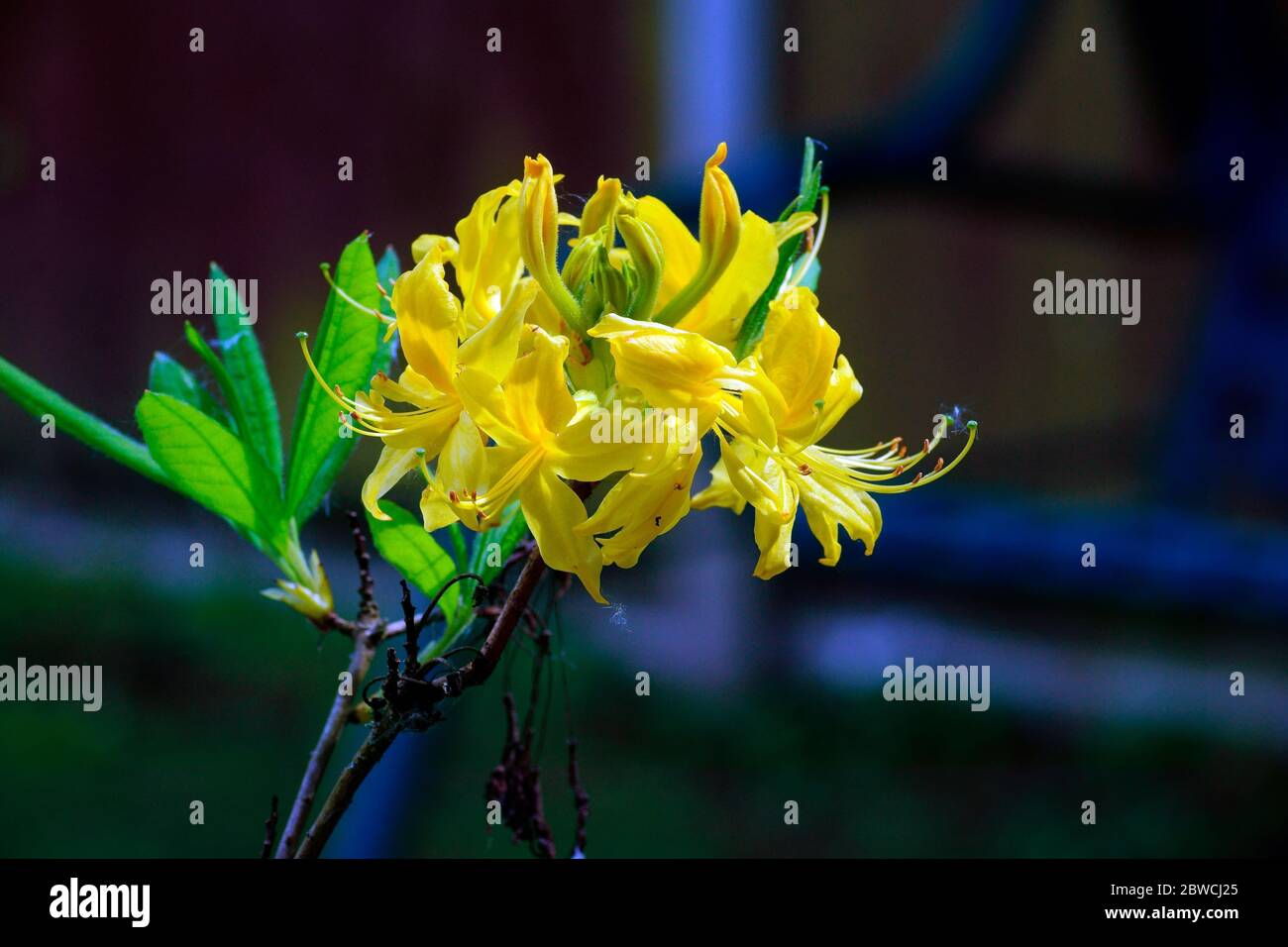 Yellow honey nectar azalea hi-res stock photography and images - Alamy