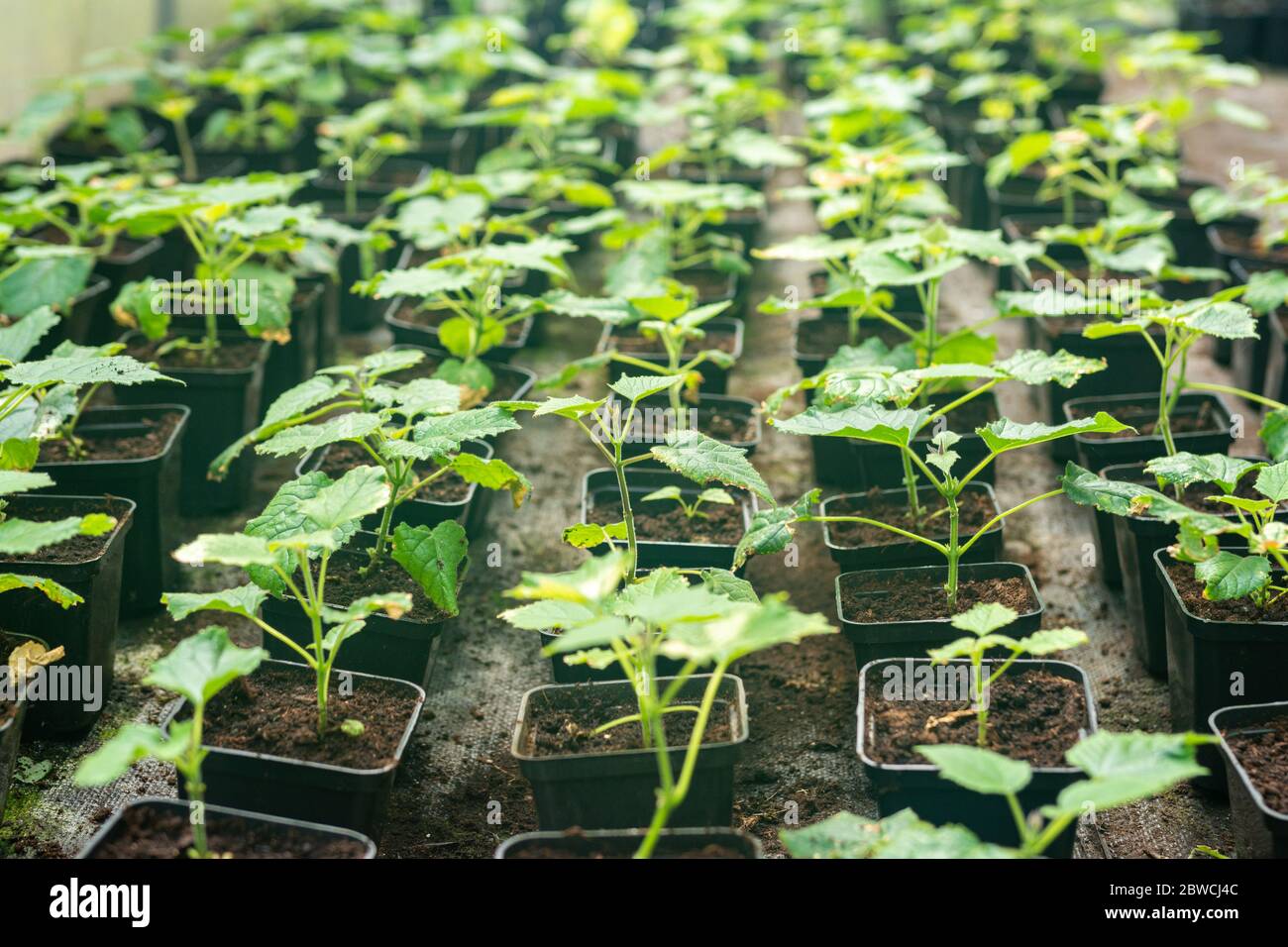 Young green paulownia tree. Breeding of flowering trees by a gardener ...