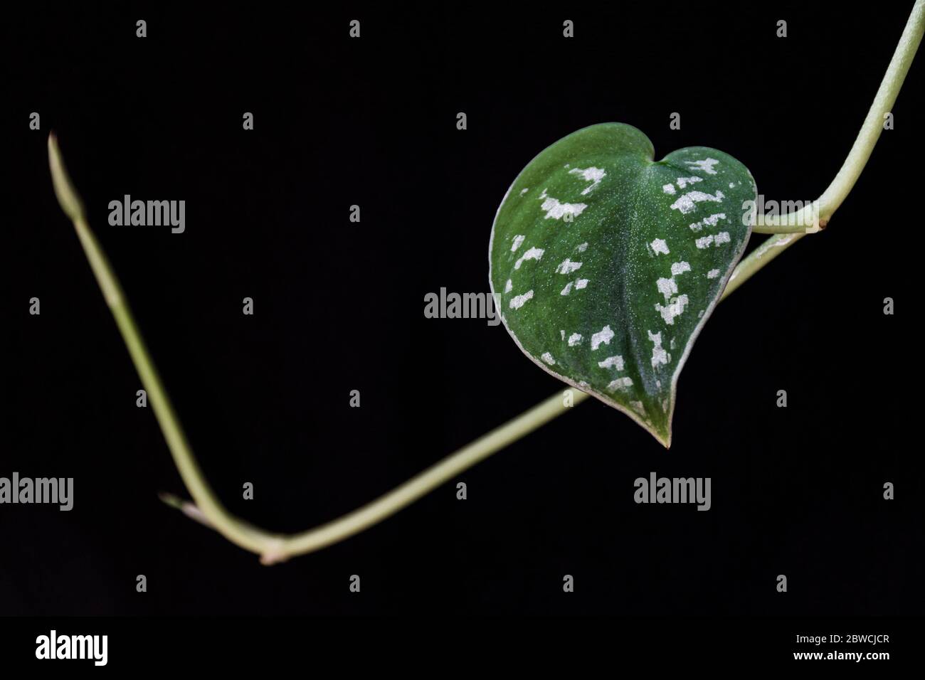 Pothos plant hi-res stock photography and images - Alamy