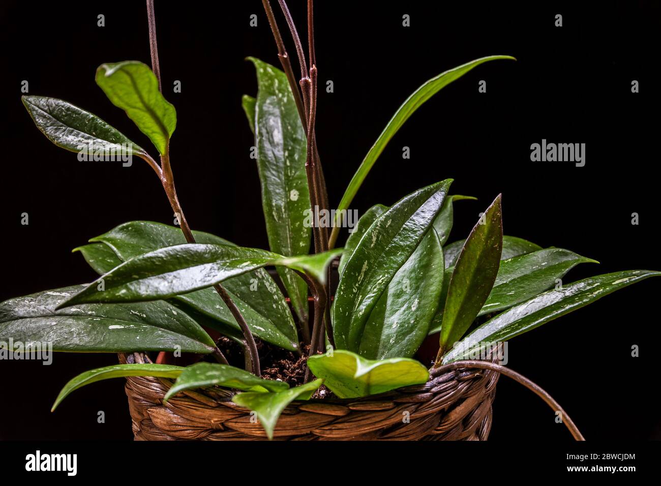 Variegated tropical leaves hi-res stock photography and images - Alamy