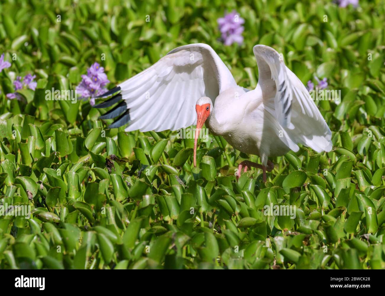 American white ibis (Eudocimus albus) feeding among water hyacinth ...