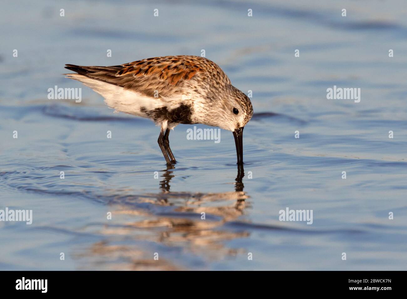 Dunlin (Calidris alpina) in breeding plumage feeding in shallow water ...