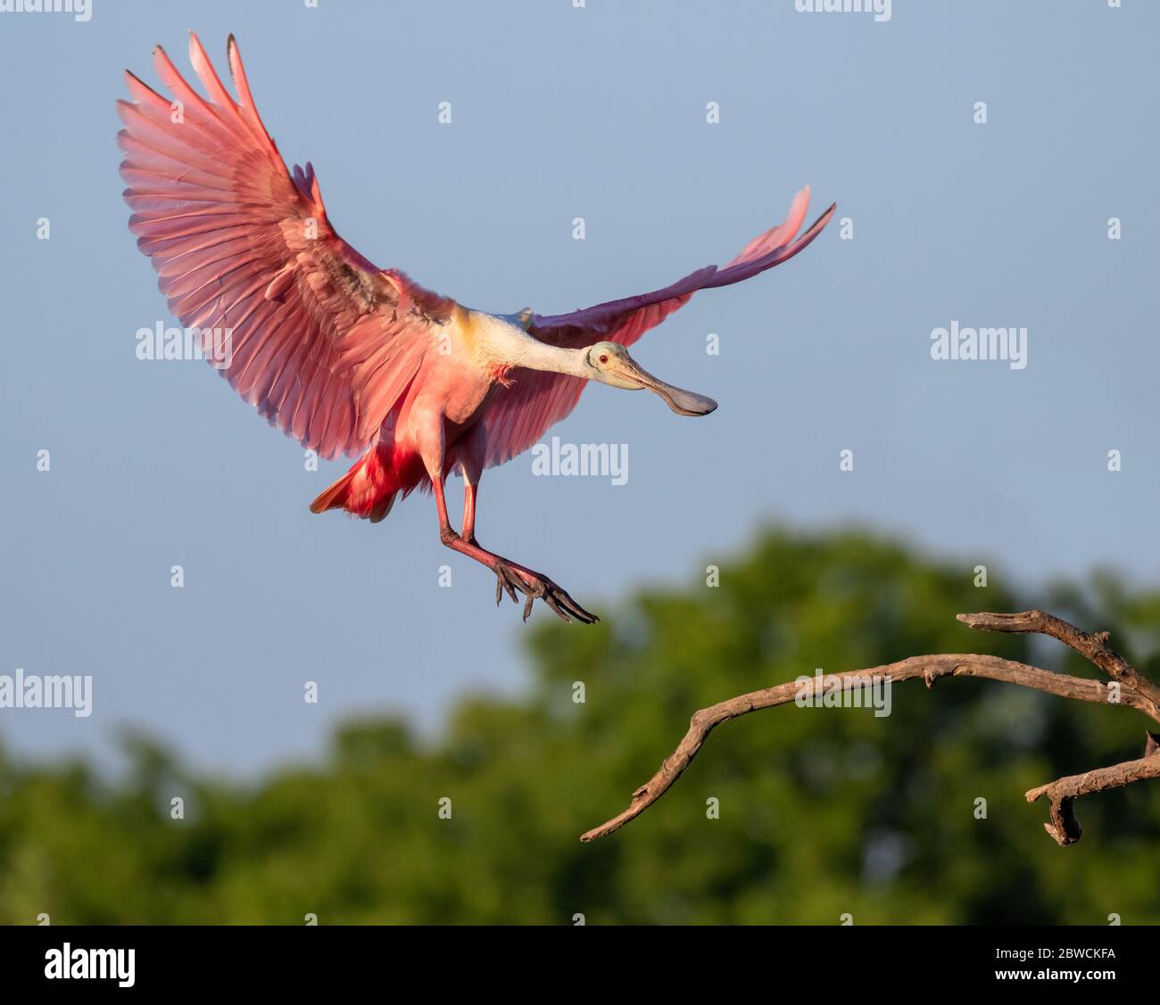 Roseate spoonbill (Platalea ajaja) landing to a branch, High Island ...