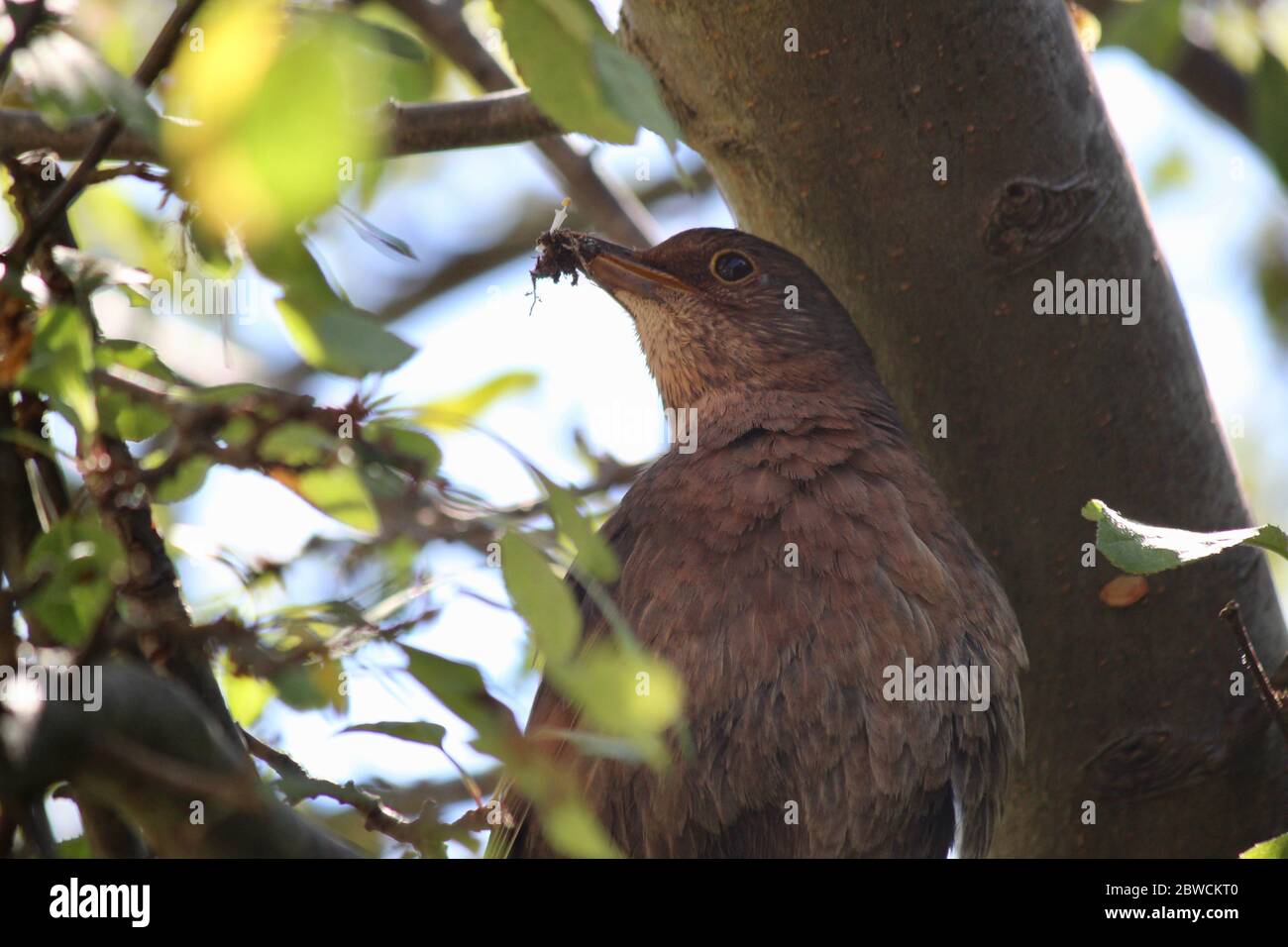 Collecting insects hi-res stock photography and images - Alamy