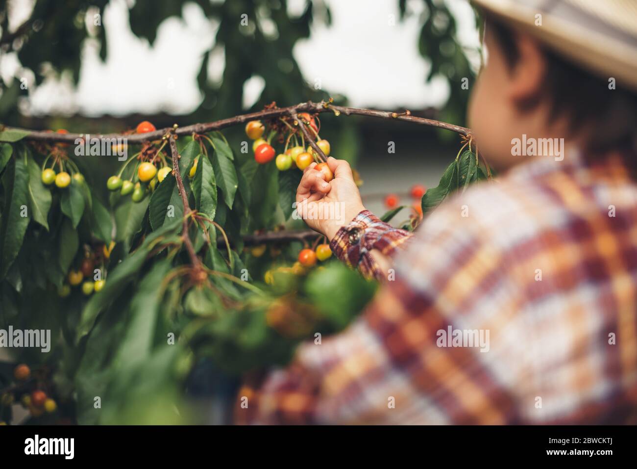 Little caucasian boy with a hat eating cherries from the tree held by ...