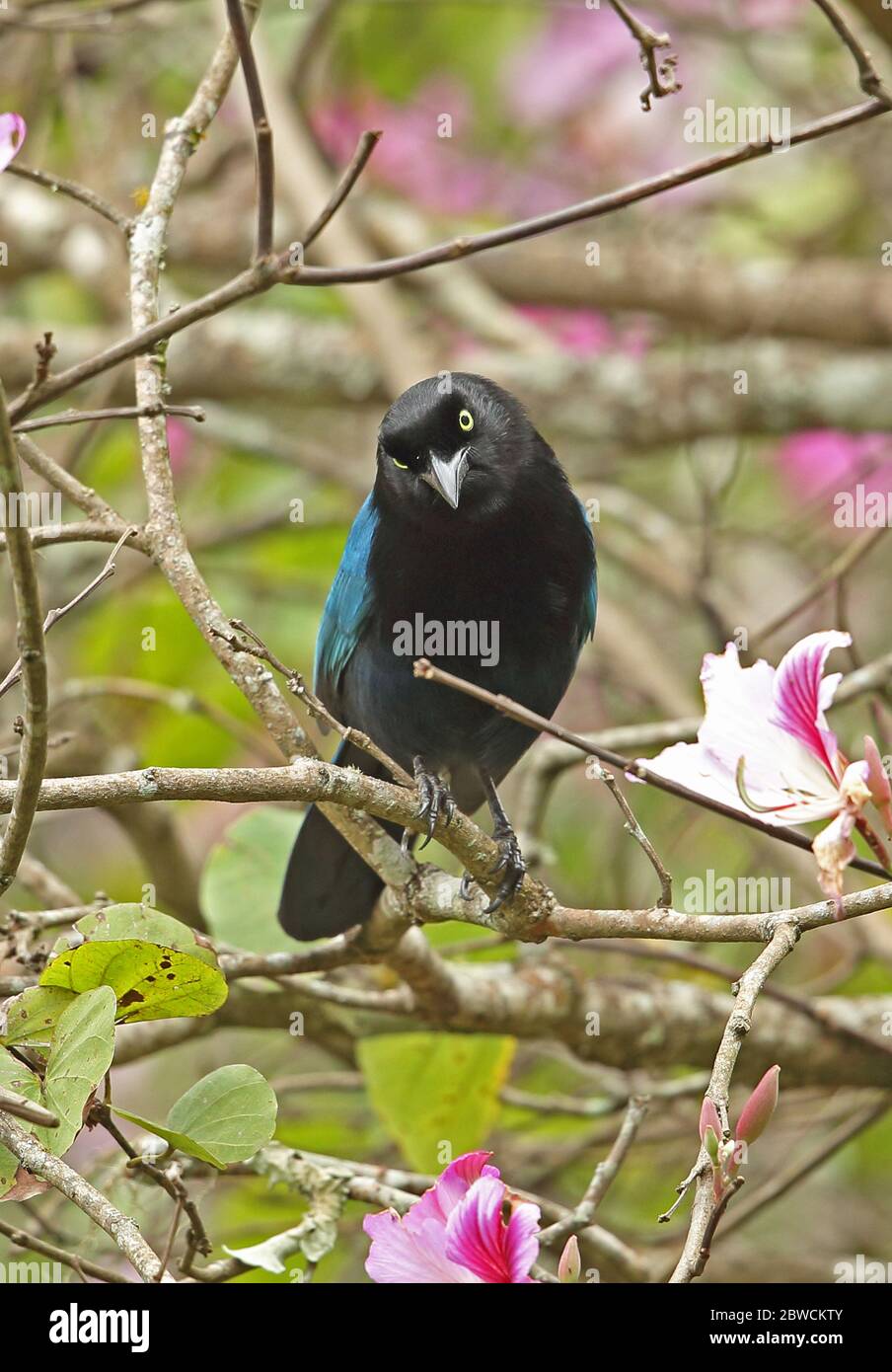 Bushy crested jay cyanocorax melanocyaneus hi-res stock photography and ...