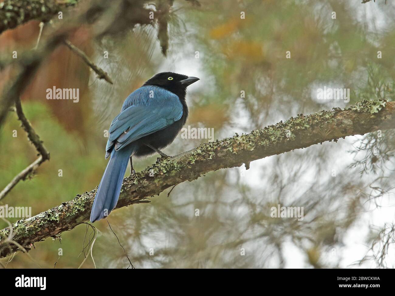 Cyanocorax melamocyaneus hi-res stock photography and images - Alamy