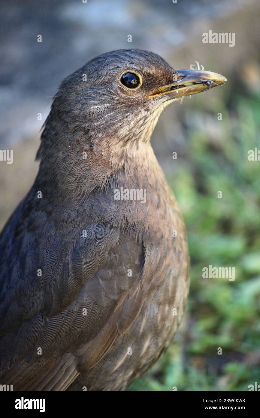 Blackbird bird uk flight hi-res stock photography and images - Alamy