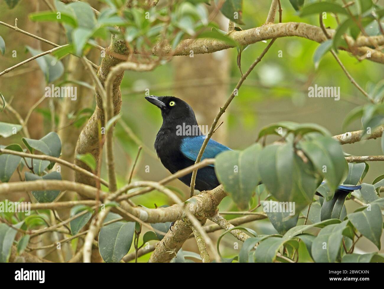 Bushy crested jay cyanocorax melanocyaneus hi-res stock photography and ...
