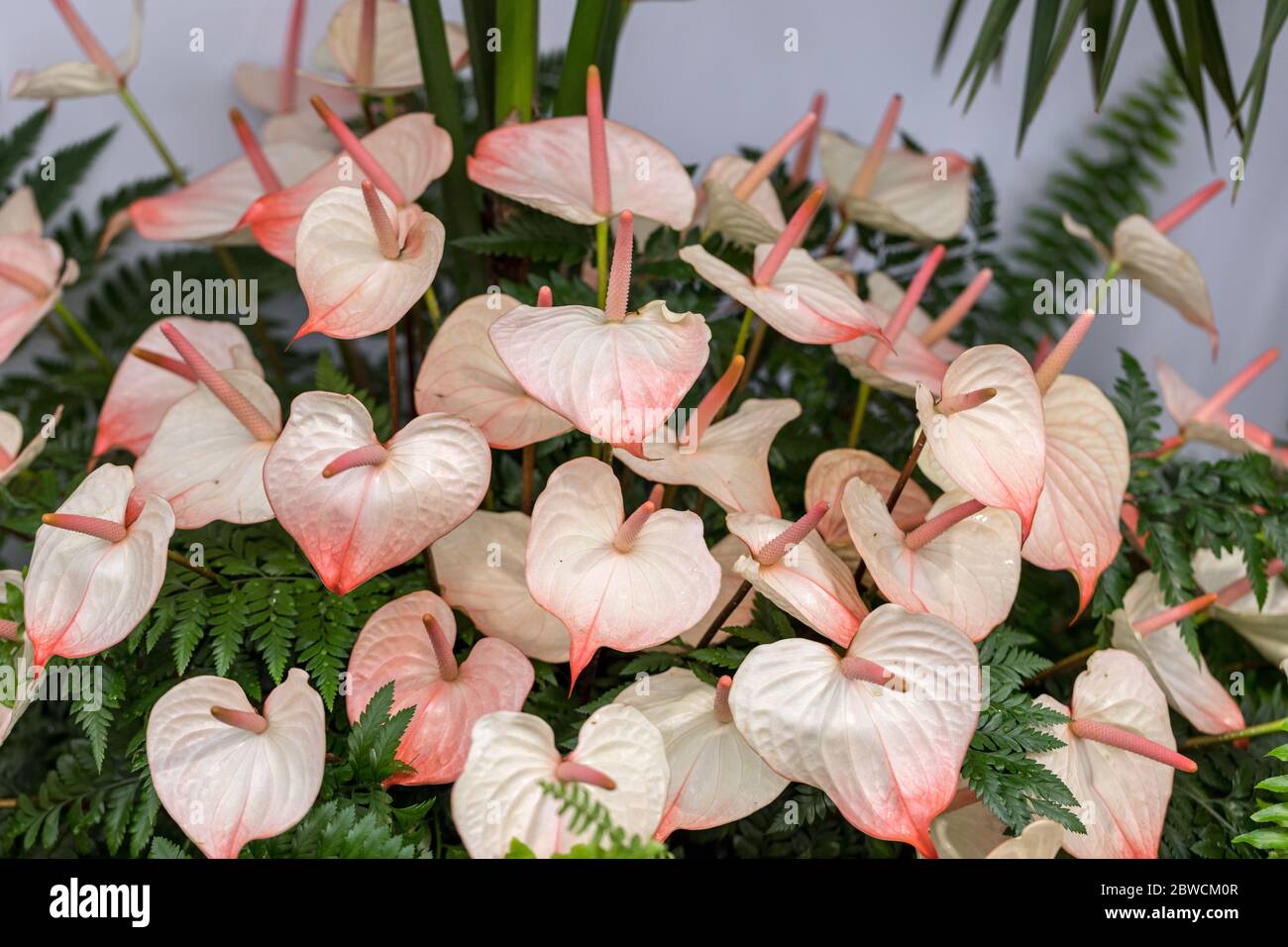 Beautiful bouquet from fresh anthurium tropical flowers Stock Photo - Alamy