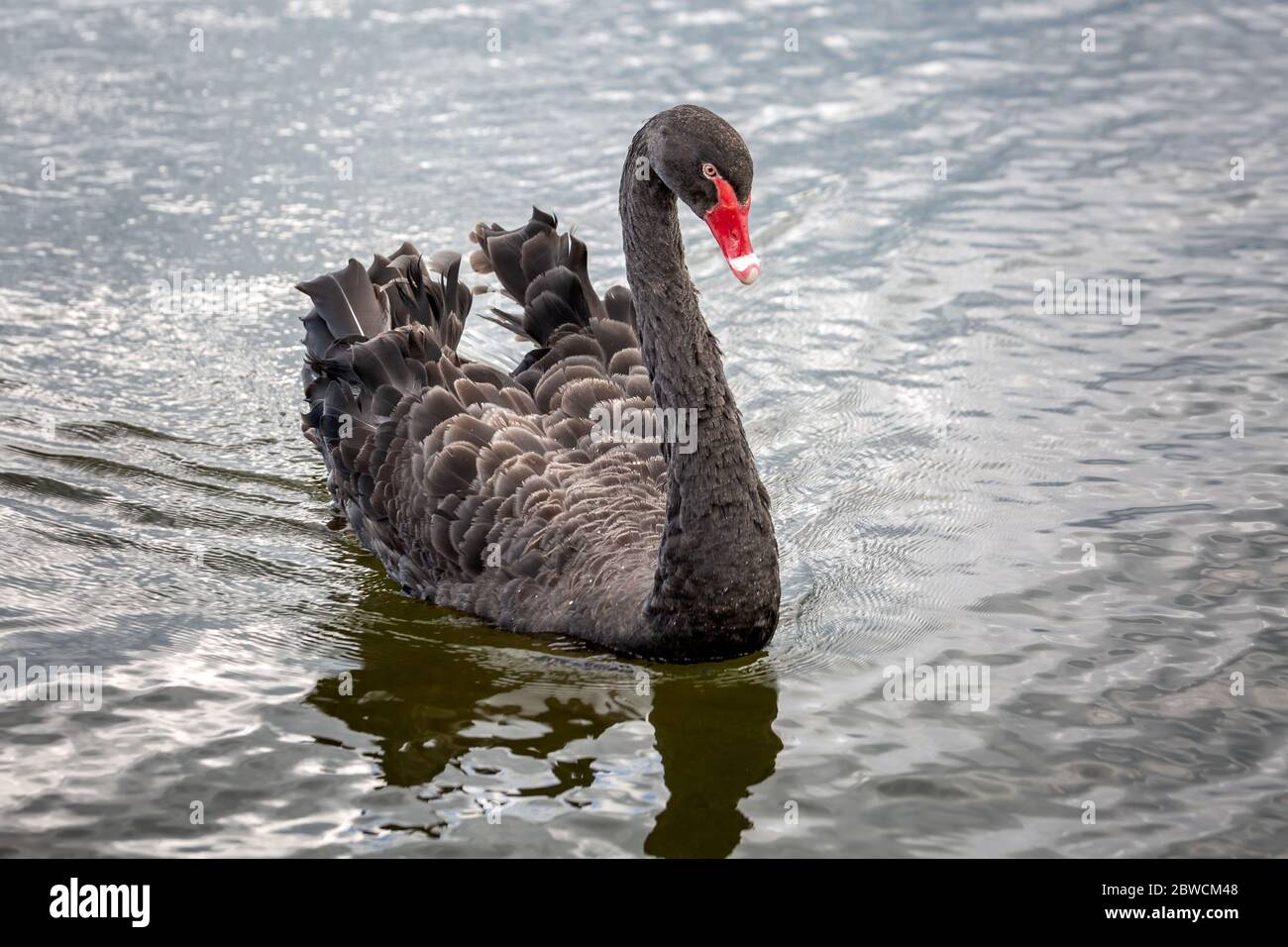 Large gulls new zealand hi-res stock photography and images - Alamy