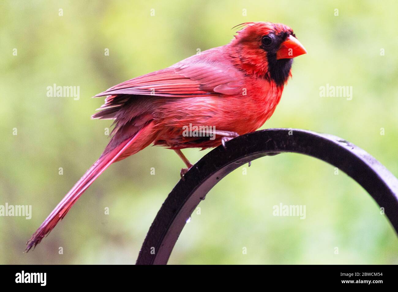 A male cardinal perches on a shepherds hook and looks back over his ...
