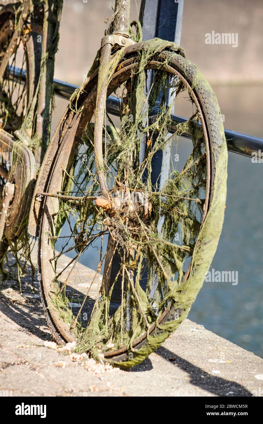 May weed hi-res stock photography and images - Alamy