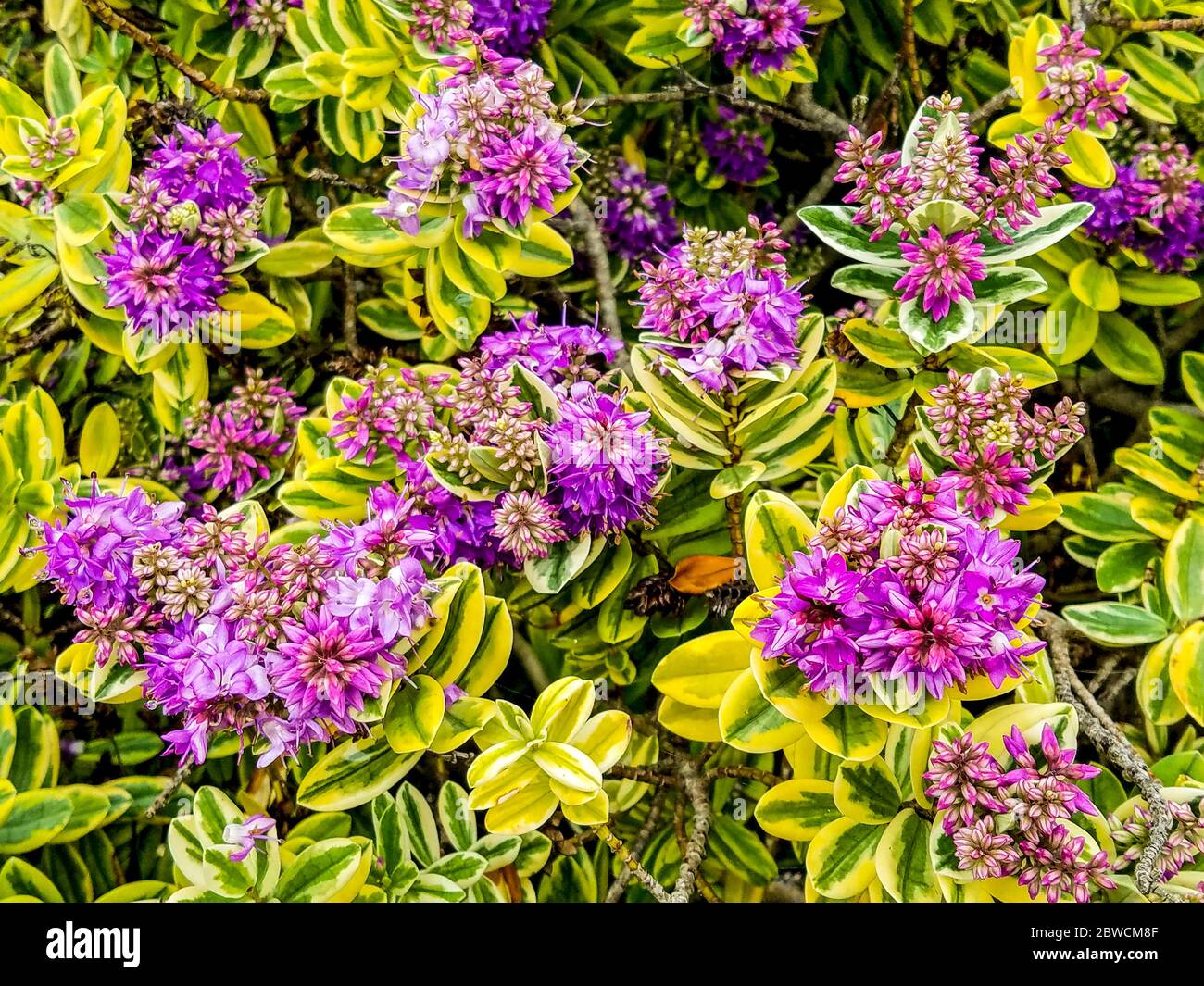 This is part of the hebe family of plants, native to New Zealand. It ...