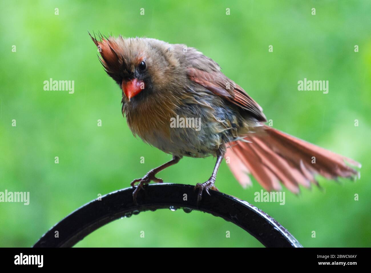 Shepherds hook hi-res stock photography and images - Alamy
