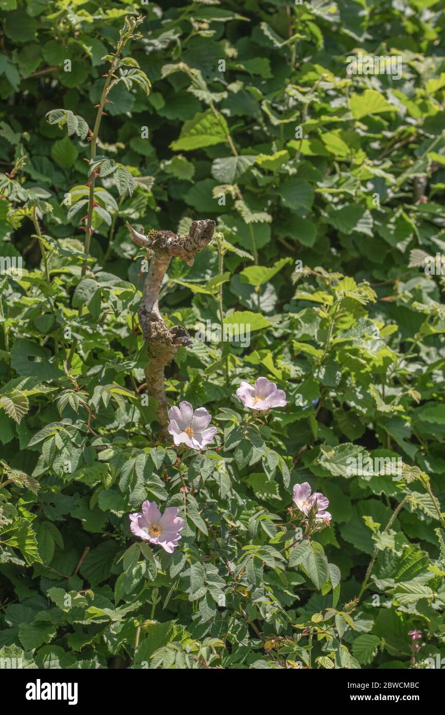 Flowering Dog Rose / Rosa canina growing in a Cornwall hedgerow. A ...