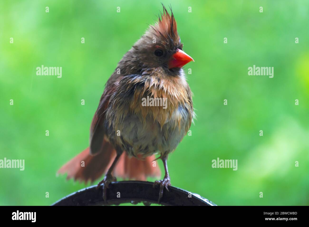 Shepherds hook hi-res stock photography and images - Alamy