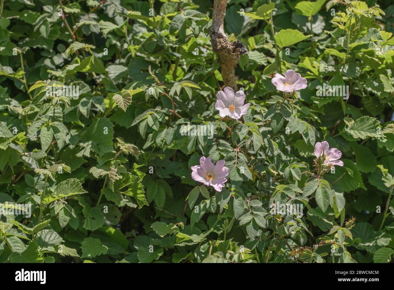 Flowering Dog Rose / Rosa canina growing in a Cornwall hedgerow. A ...