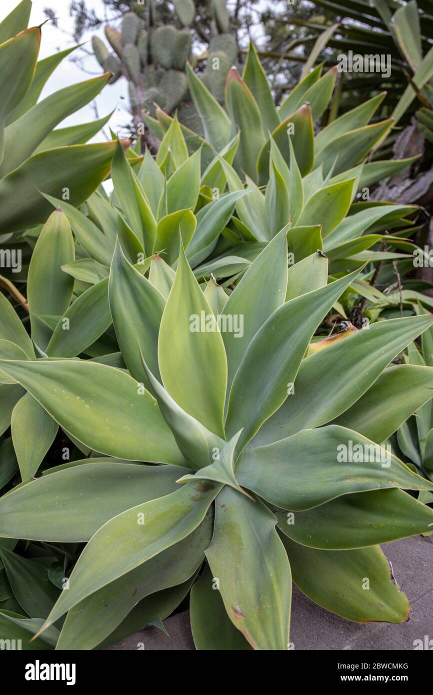 Big Leaves Cactus High Resolution Stock Photography and Images - Alamy