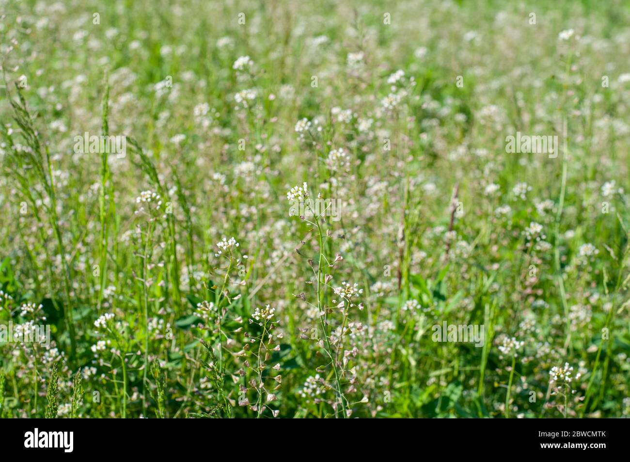 close-up of white flowers and heart-shaped seeds of capsella bursa ...