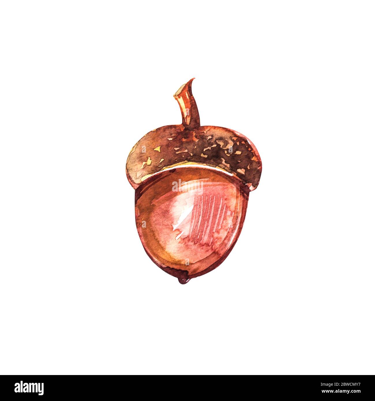 Hand drawn watercolor painting of acorns isolated on white background ...
