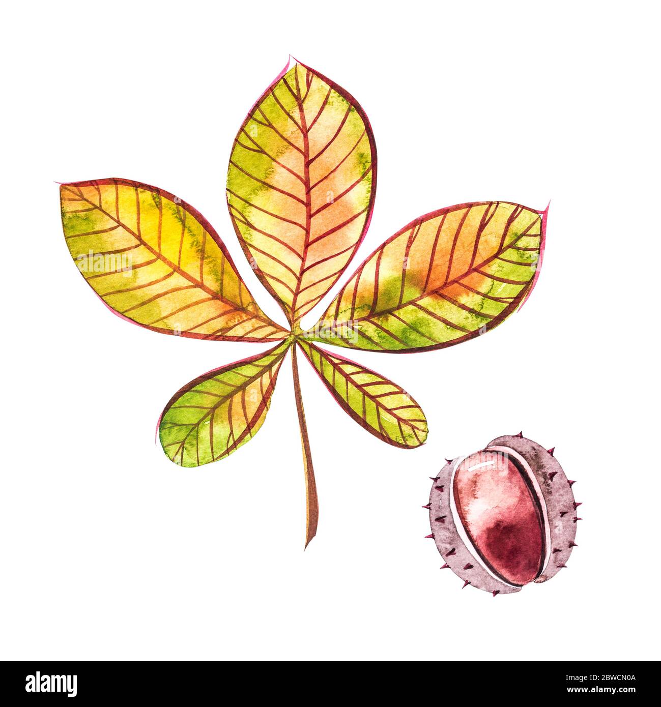 Chestnut leaf drawing hi-res stock photography and images - Alamy