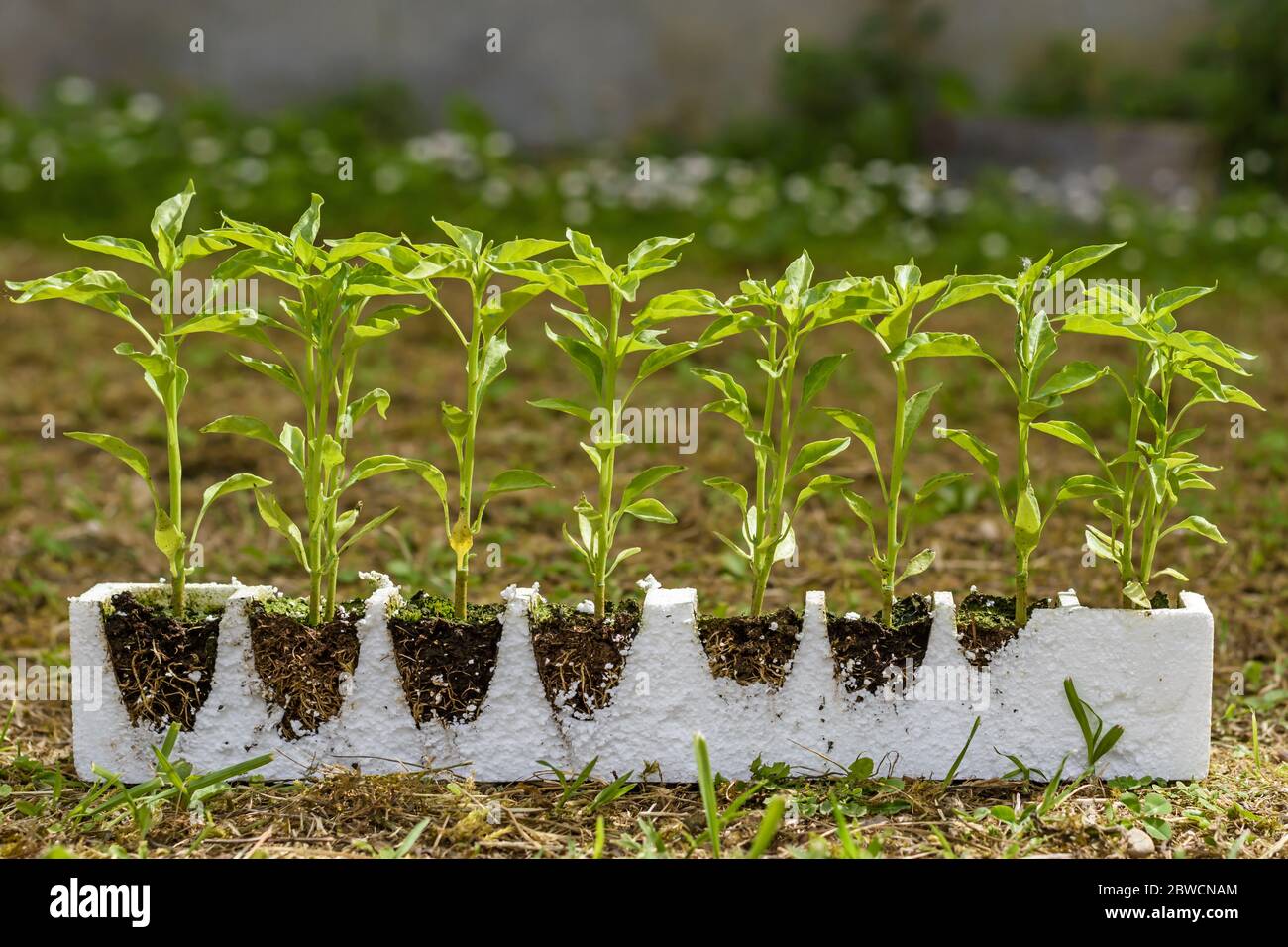 Chili seedling hi-res stock photography and images - Alamy