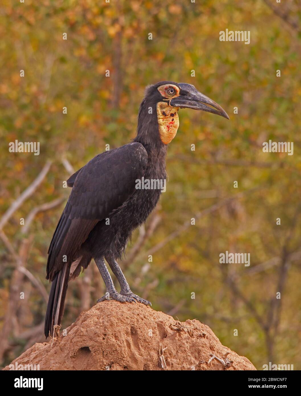 Immature southern ground hornbill bucorvus hi-res stock photography and ...