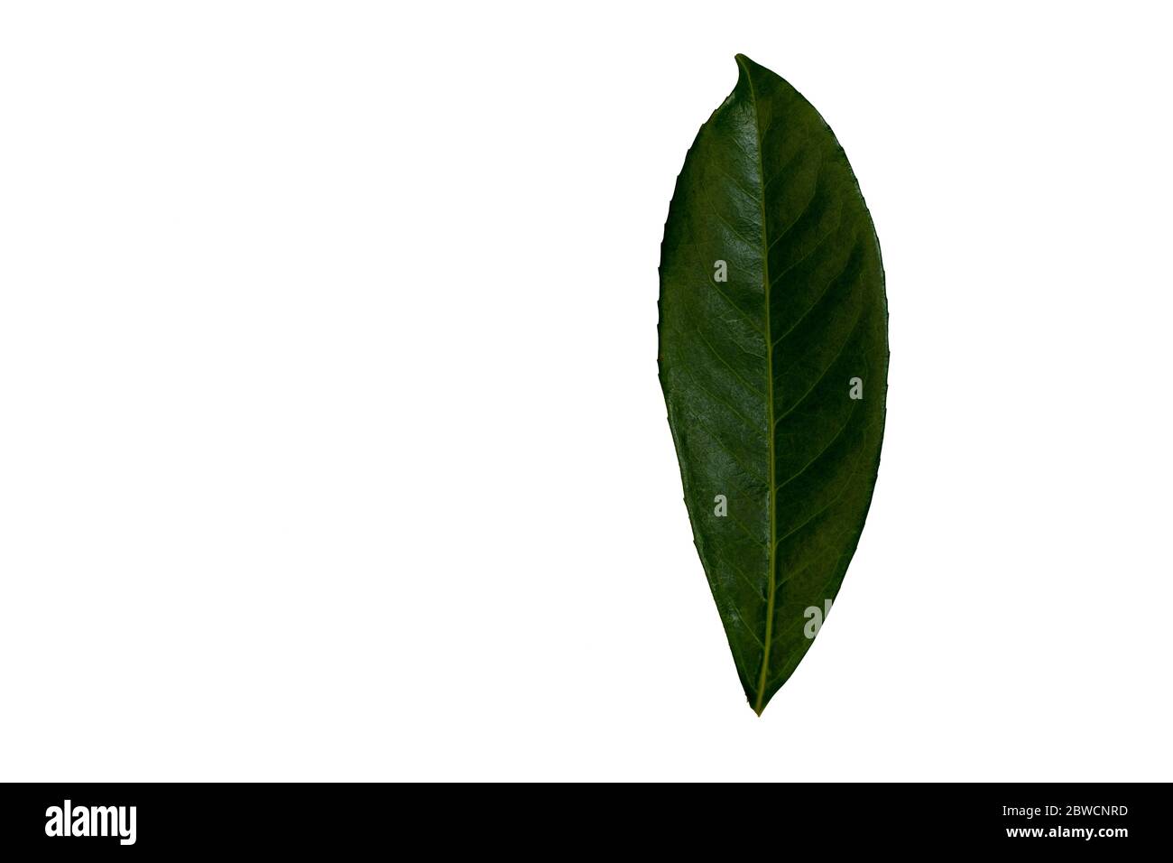 Evergreen laurel leaf seen against a white background Stock Photo - Alamy