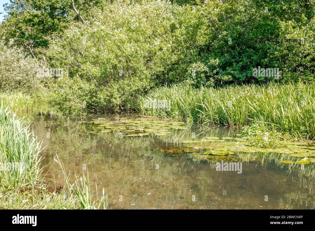 Honing norfolk hi-res stock photography and images - Alamy