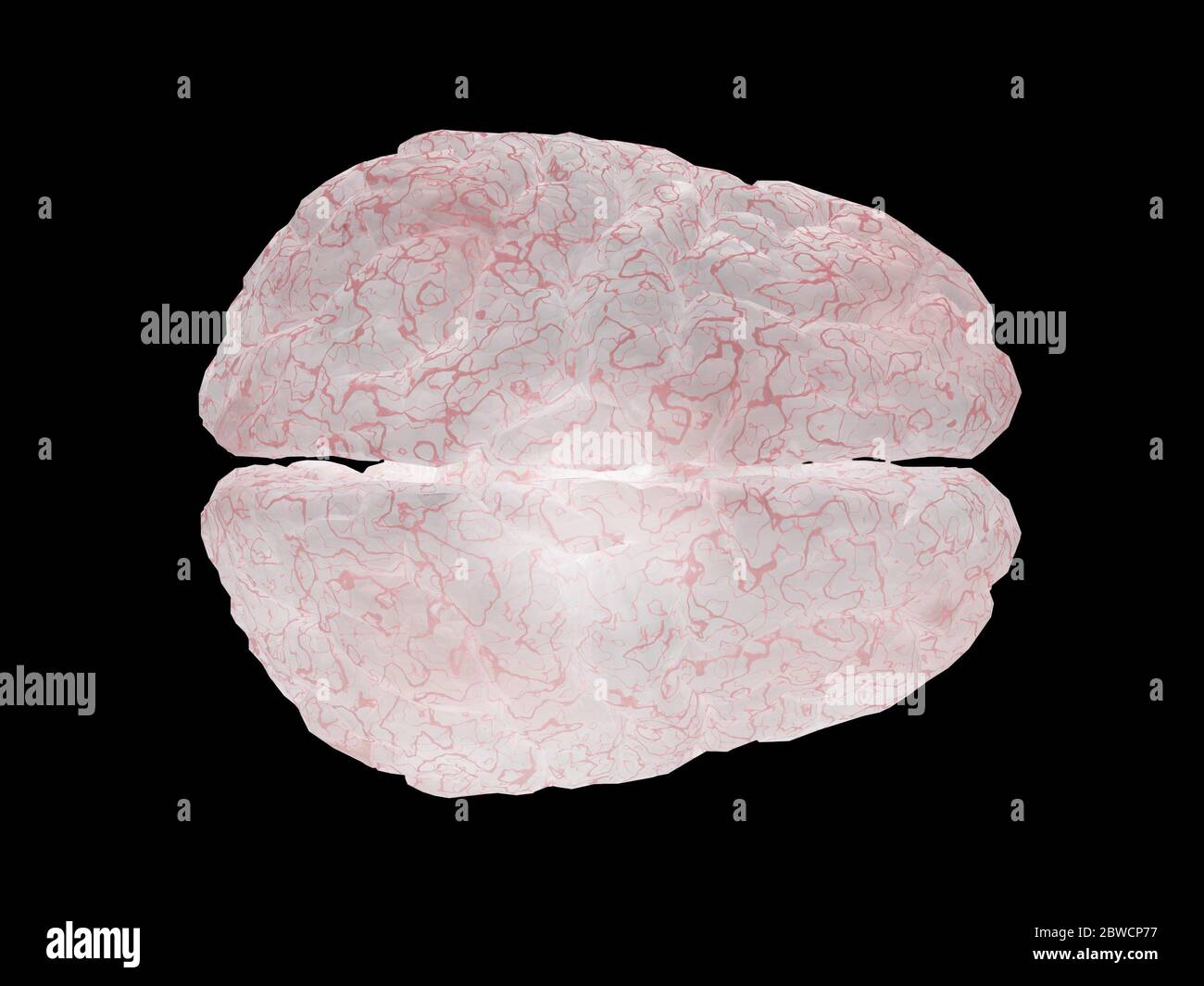 Brain model top view hi-res stock photography and images - Alamy