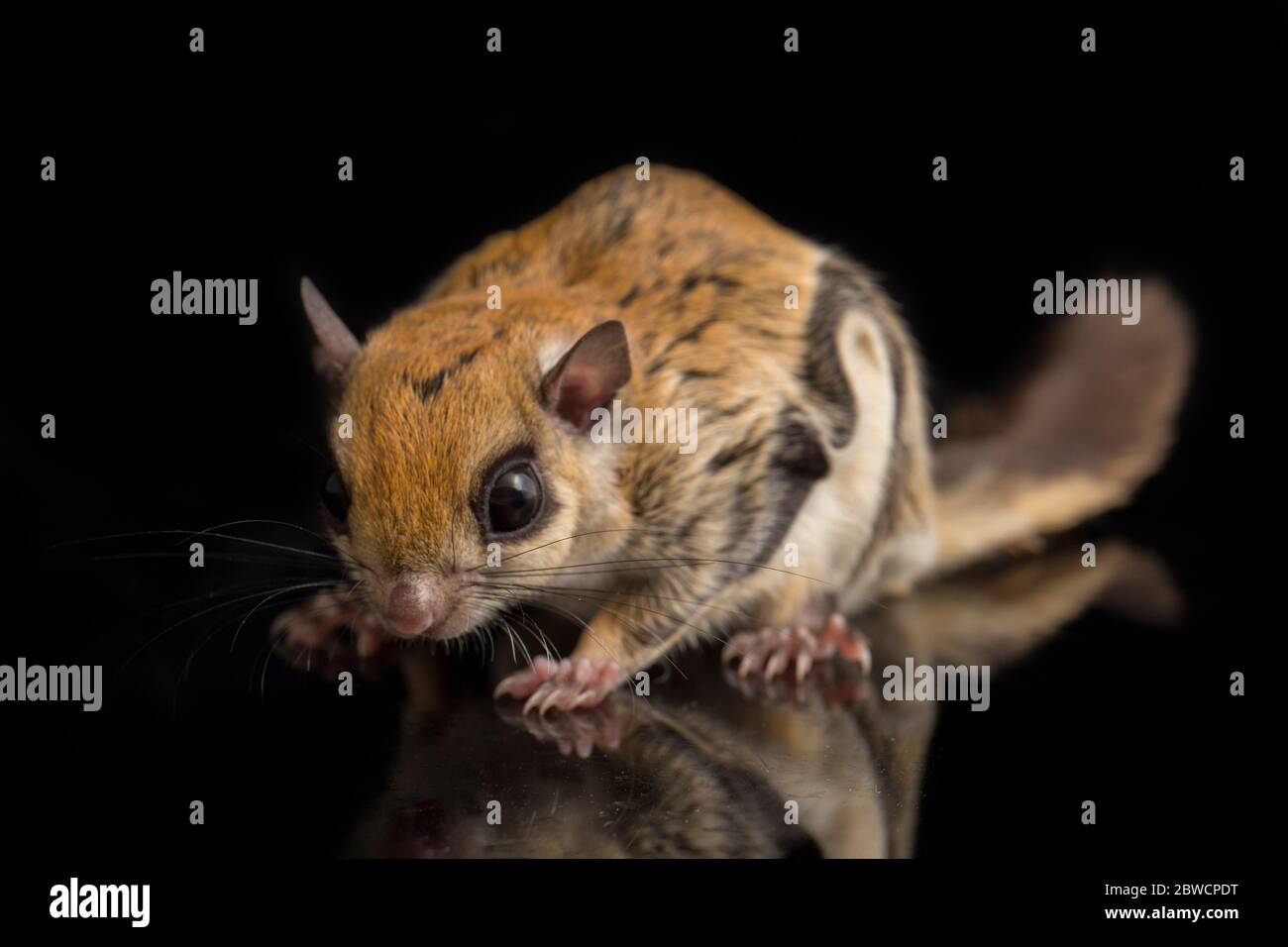 Flying meerkat hi-res stock photography and images - Alamy