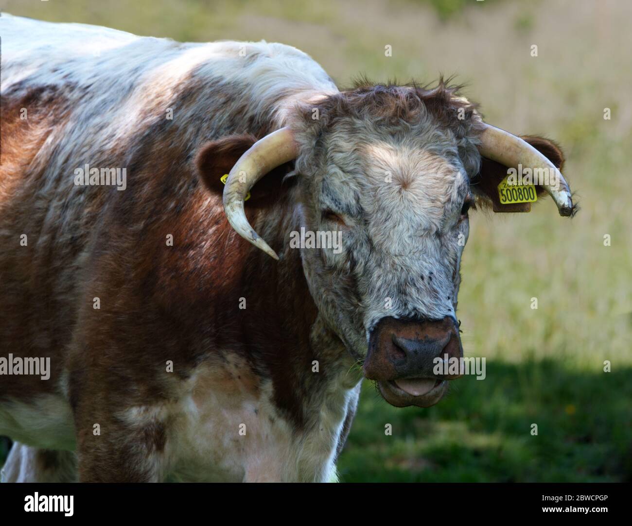 White face angus cattle cow hi-res stock photography and images - Alamy